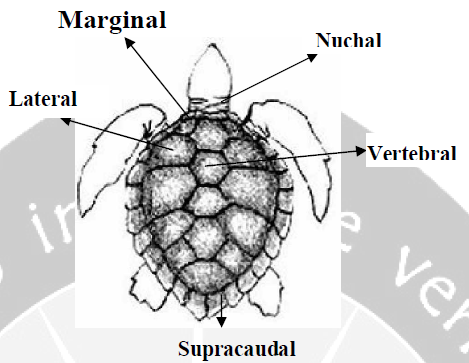 Biologi Laut dan Reproduksi Penyu Abu-abu (Lepidochelys olivacea) - GO ...