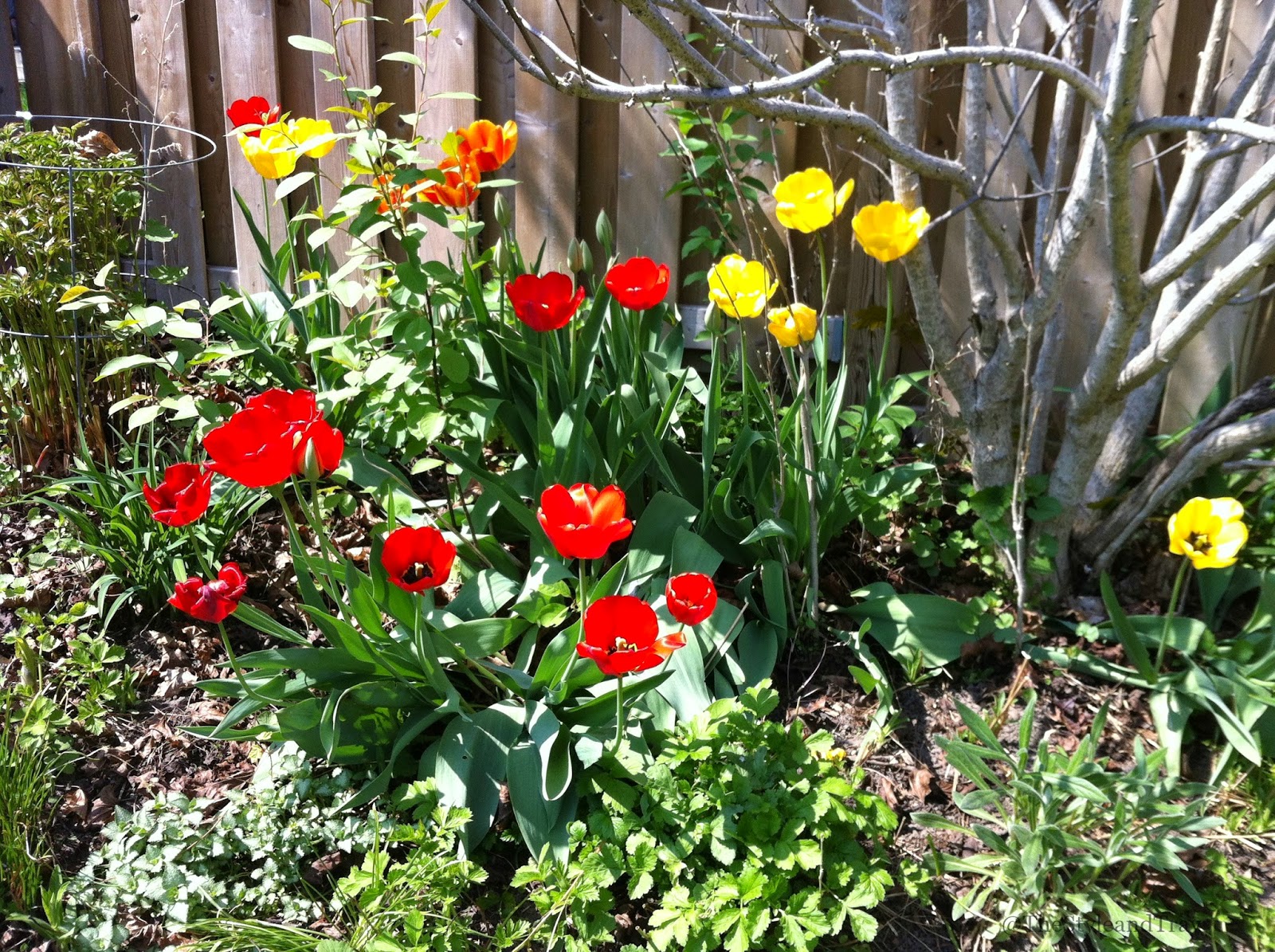 Blooming Splendour In Our Spring Garden - Chic Delights