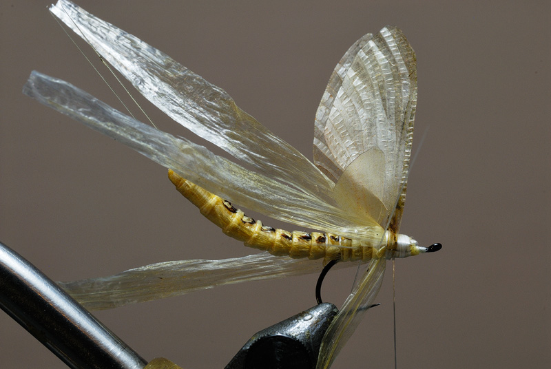 Mayfly - Insects Morphology