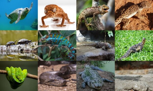 Mengenal Reptil, Jenis-Jenis dan Karakteristiknya - Santos Blog