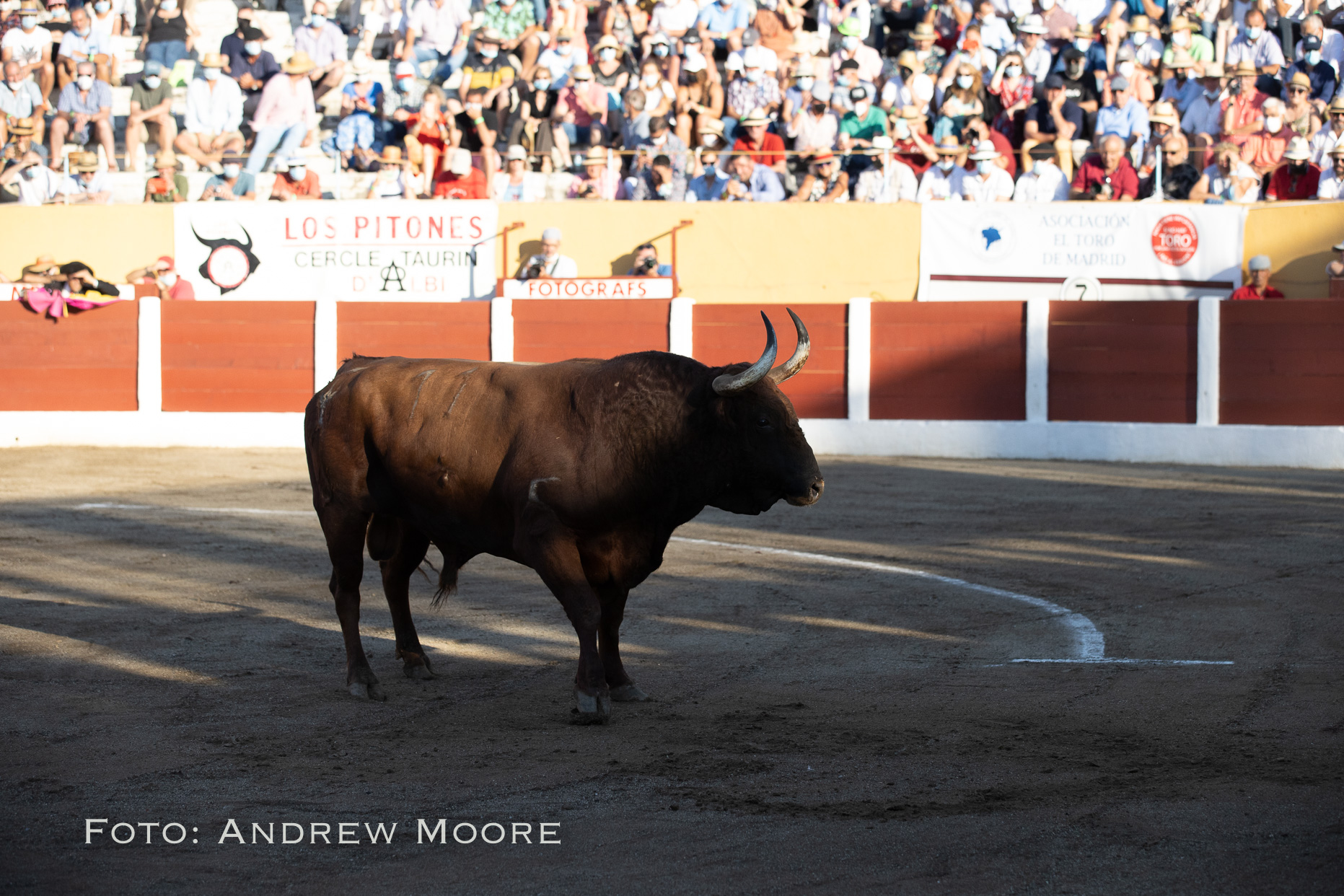 Toro, Torero y Afición: Ceret 2021 : Toros de Reta de Casta Navarra ...
