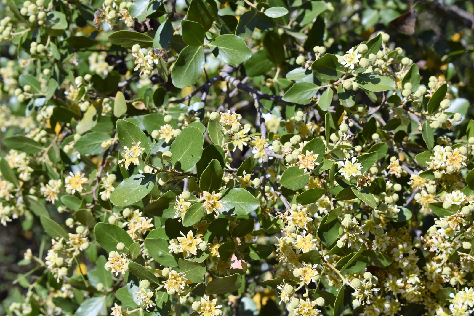 Fernando Ruz: Plantas nativas de Chile: Quillay, küllay, Quillaja saponaria