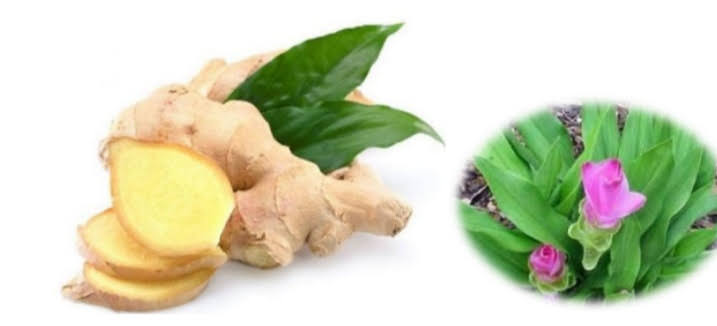 Health Benefits of Mango Ginger