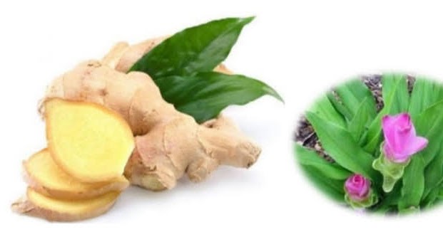 Health Benefits of Mango Ginger