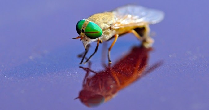 incunabular illumination: notes from the beach