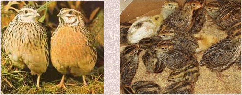 Servicios Integrales del Agro.: LA CRÍA DE CODORNIZ Coturnix coturnix ...