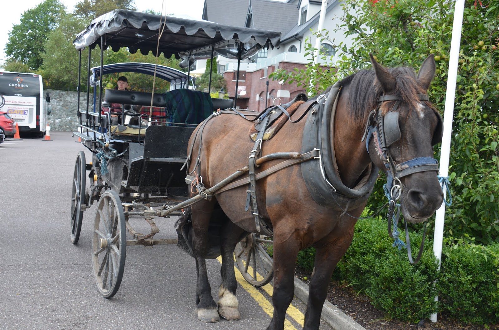 Andra & Steve's Journey: Jaunting Carts, Killarney, Ireland (Friday ...