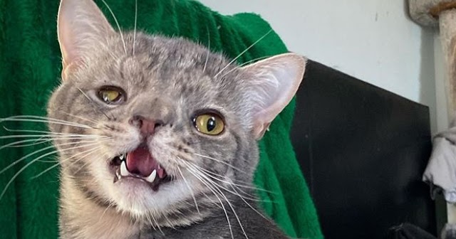 Rescatan a gatito con una rara condición genética - Mundo Feliz