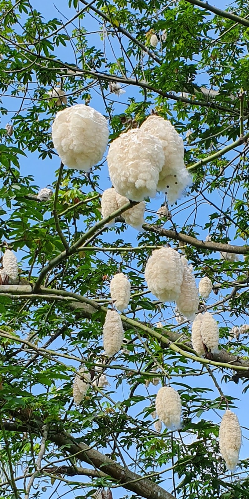 Warisan Petani: Pokok Kekabu