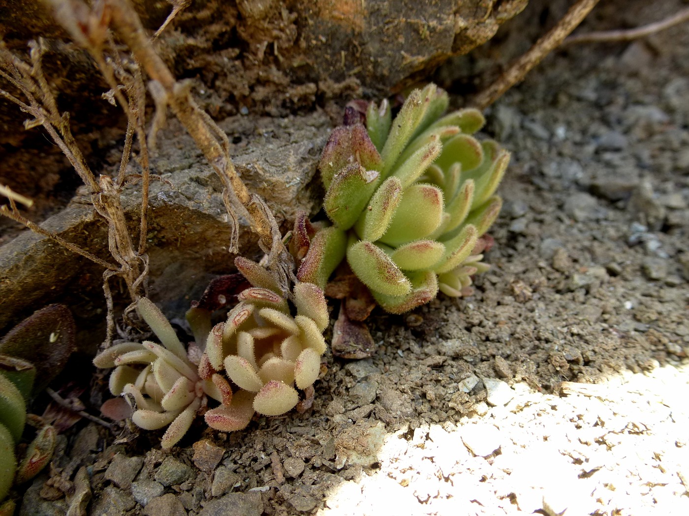 Sedum microstachyum - Small-spiked stonecrop care and culture ...