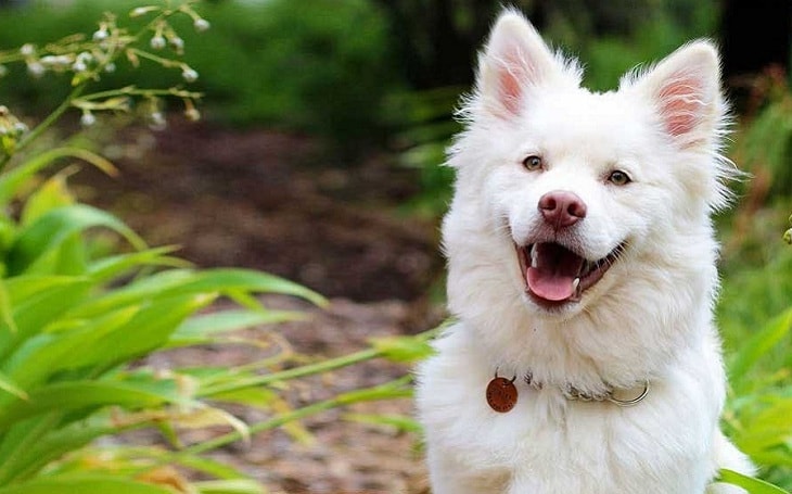 Mengenal Anjing Kintamani, Ras Anjing Asli Indonesia - Campusnesia.co.id