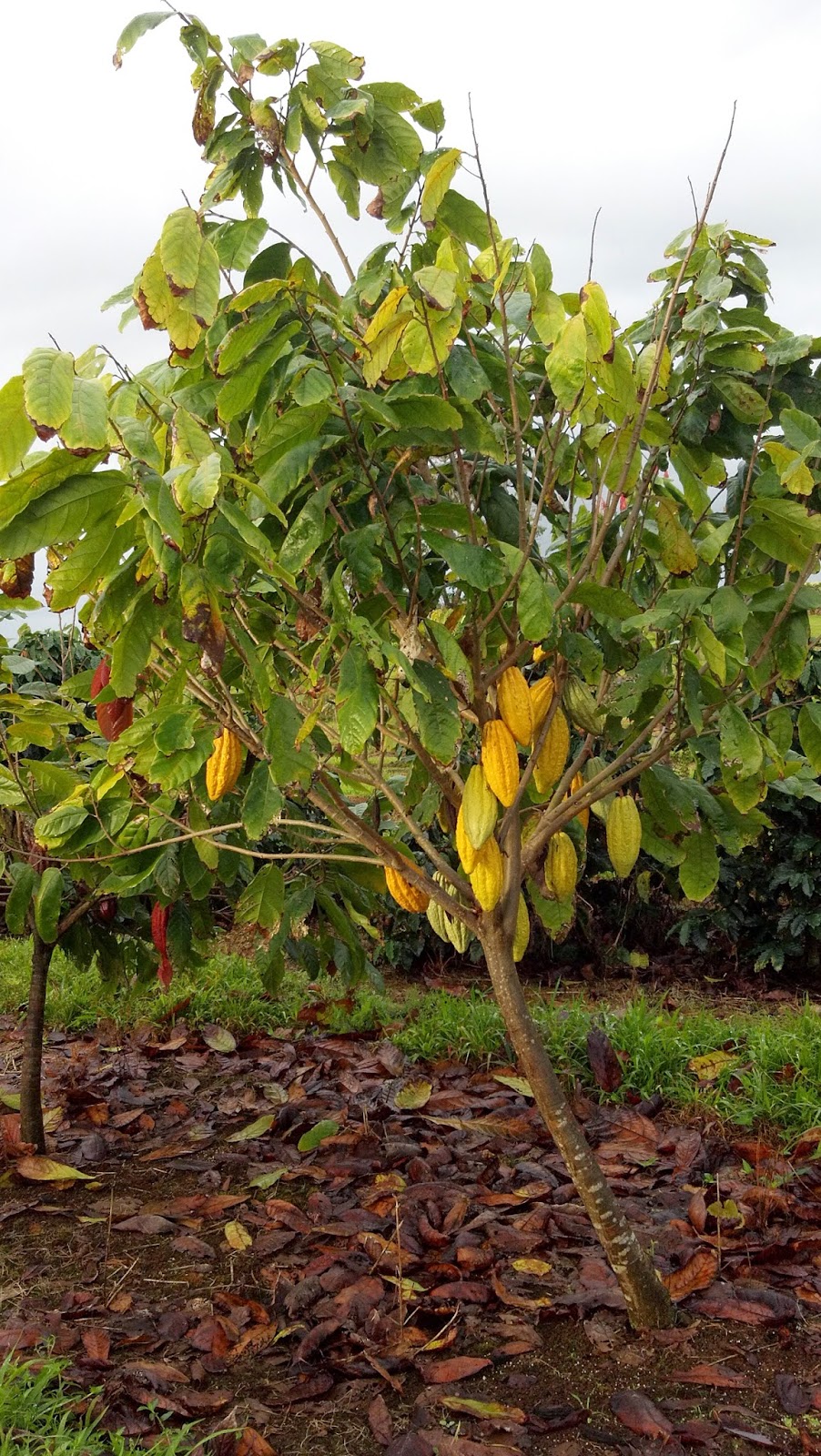 Garden Guy Hawaii: Cacoa, Macadamia Nut and Coffee Trees - Climate ...