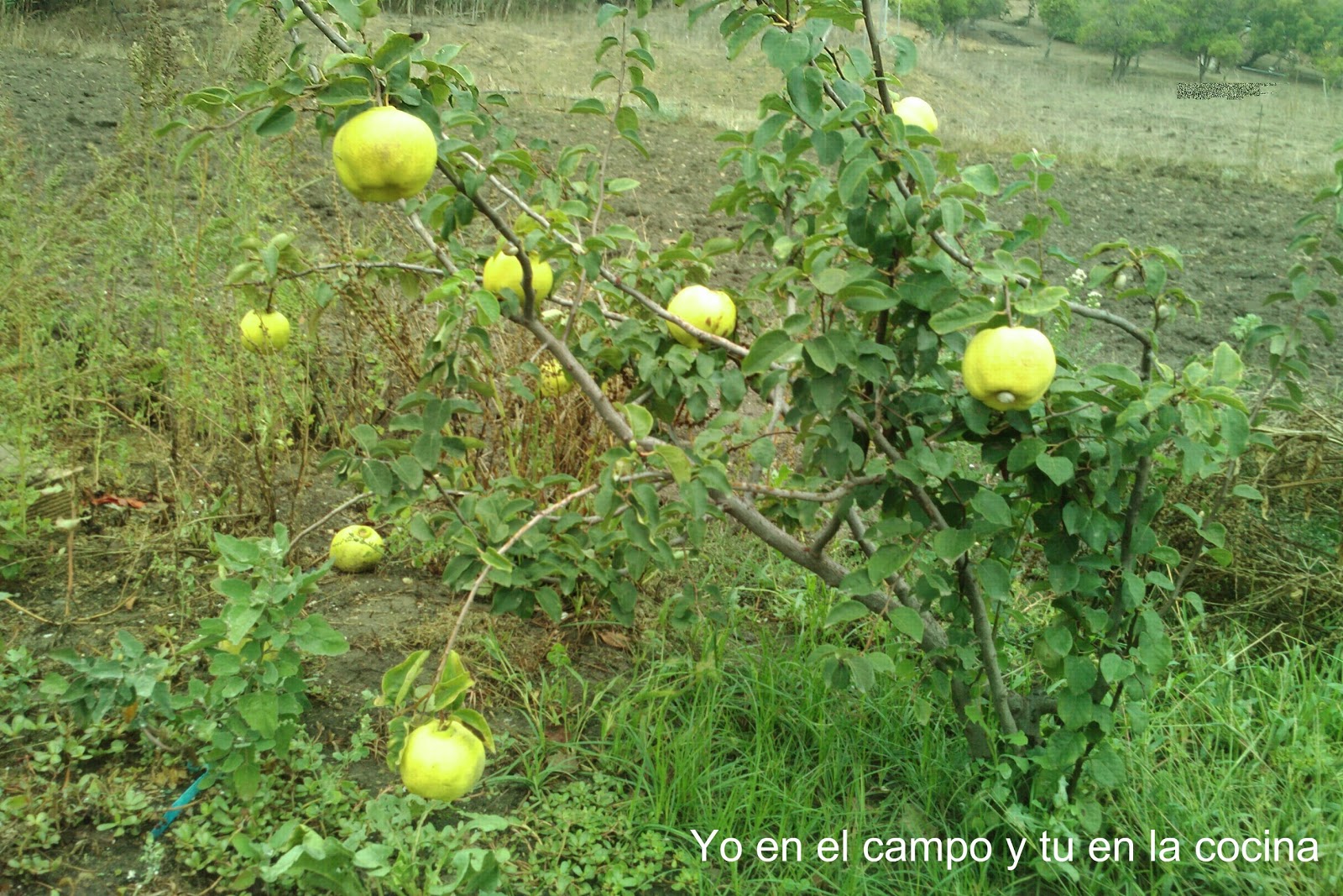 Yo en el campo y tú en la cocina: Zamboas y membrillos
