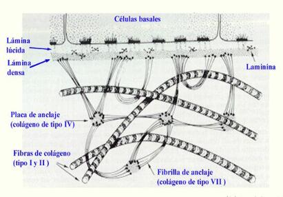 Membrana basal; Lâmina Basal