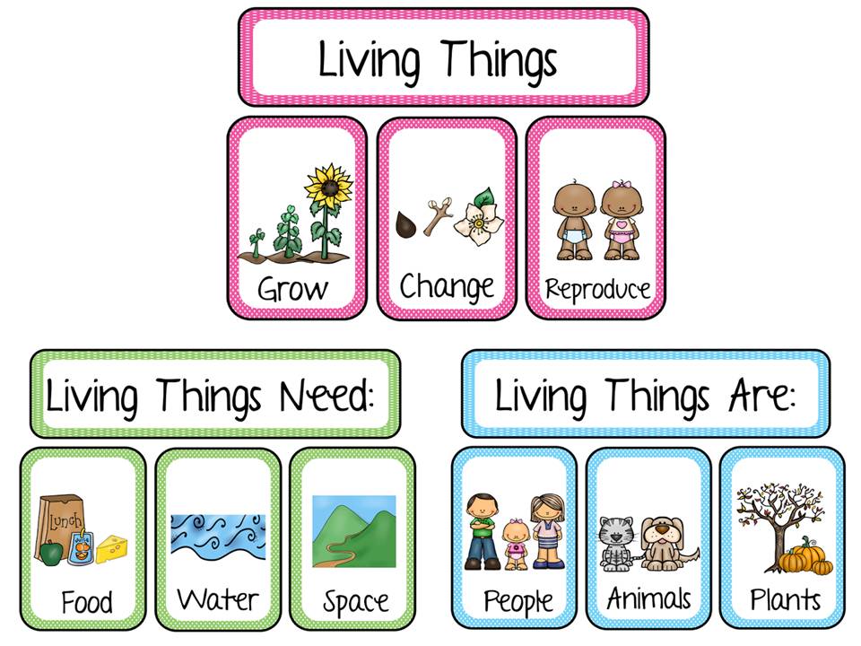KINGDOMS:CLASSIFICATION OF LIVING THINGS ~ MY ENGLISH AND SCIENCE