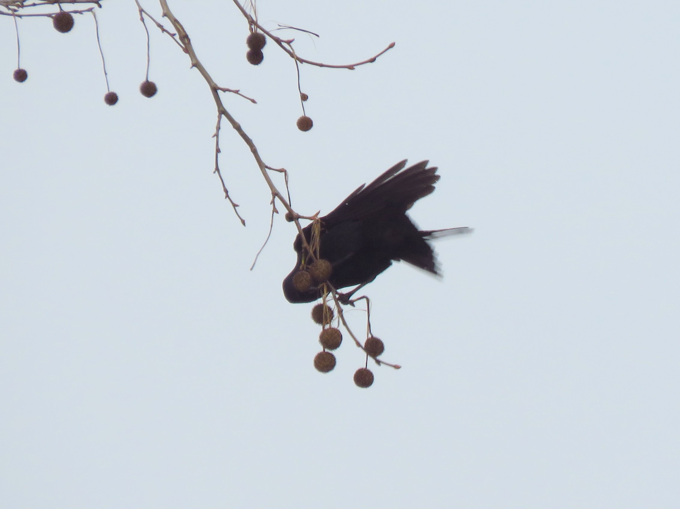 The Rattling Crow: Carrion Crows feeding on Plane Tree fruits