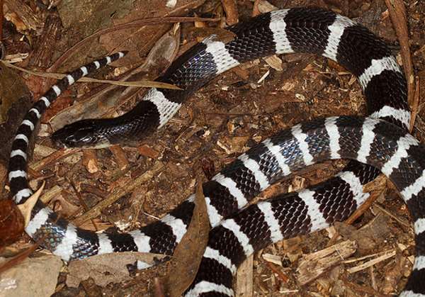 Interesting facts about Banded krait snake