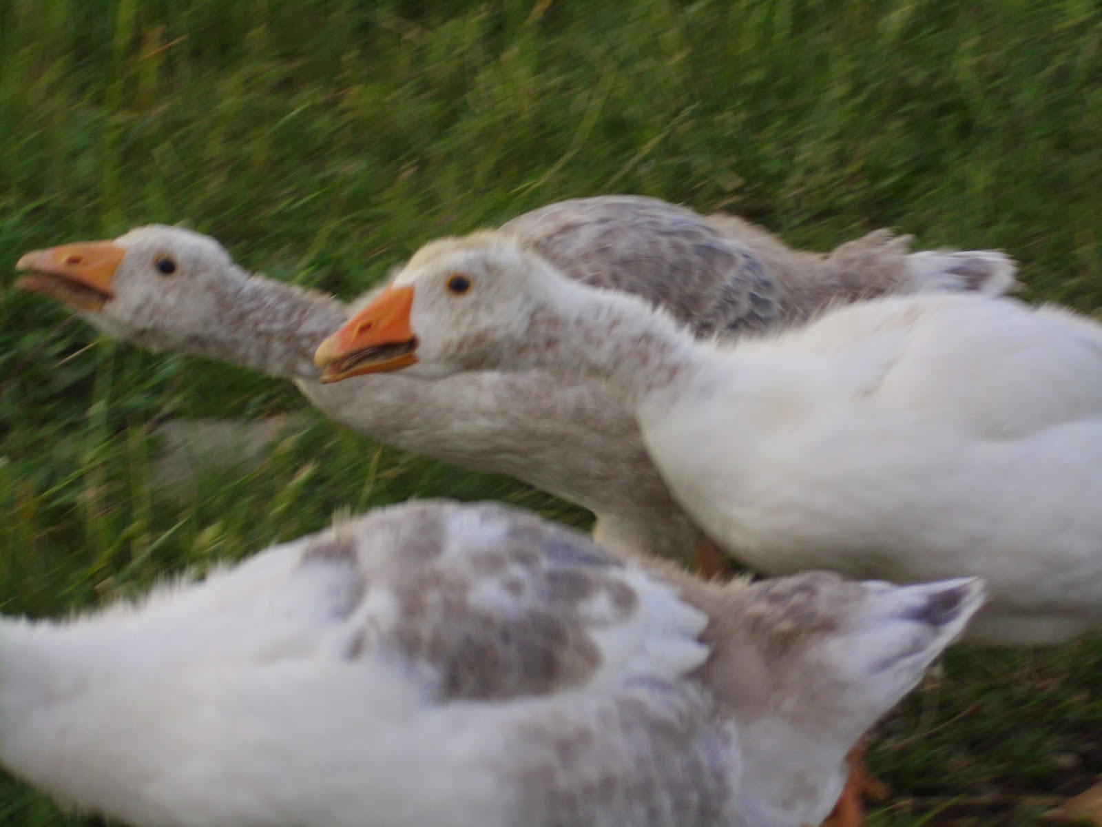 FERMA DE RATE SI GASTE: Gaste