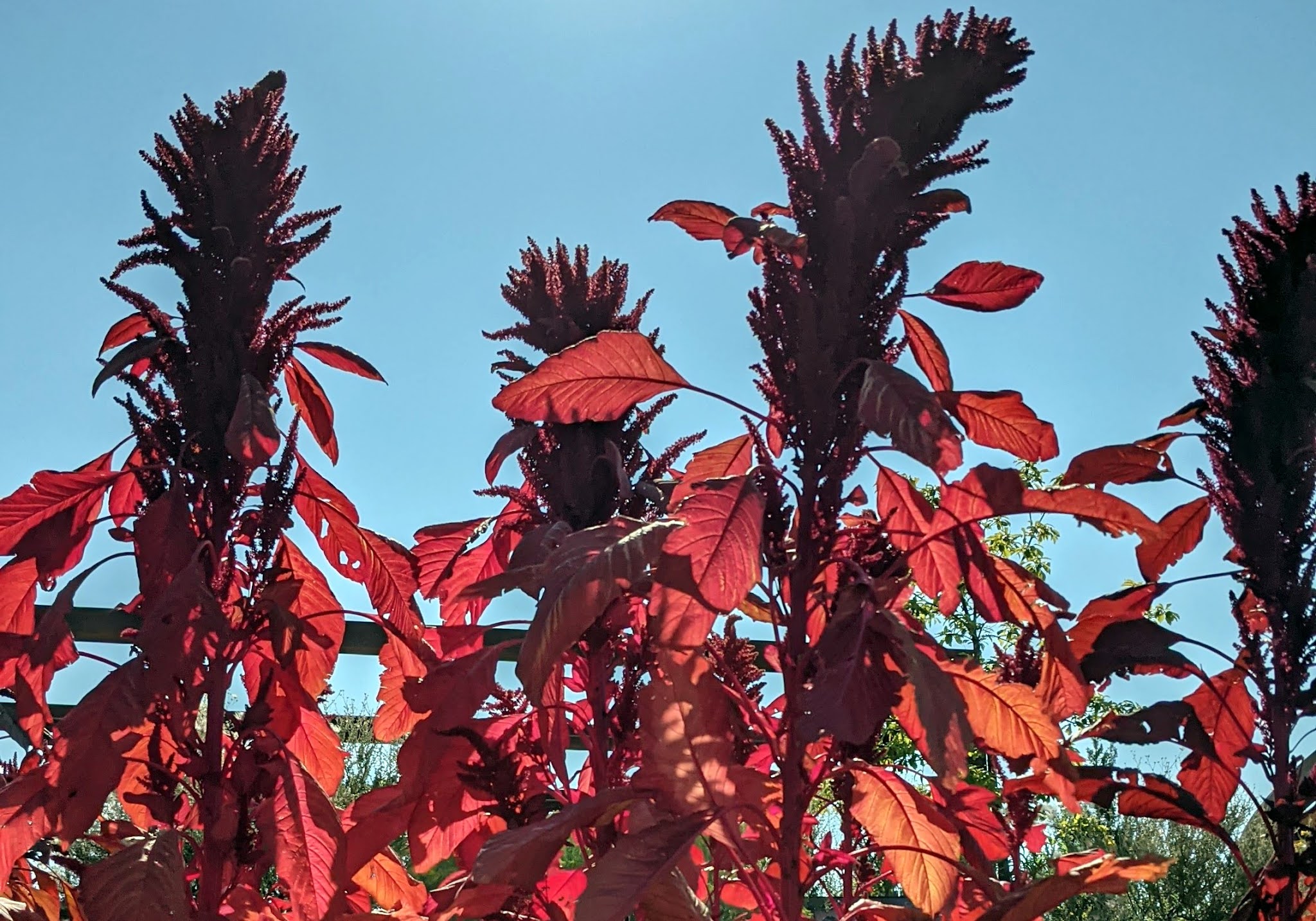 The Mathematical Tourist: Red Dye Amaranth