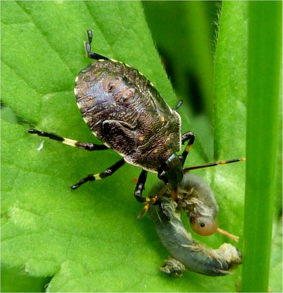 Insects of Scotland: True Bugs