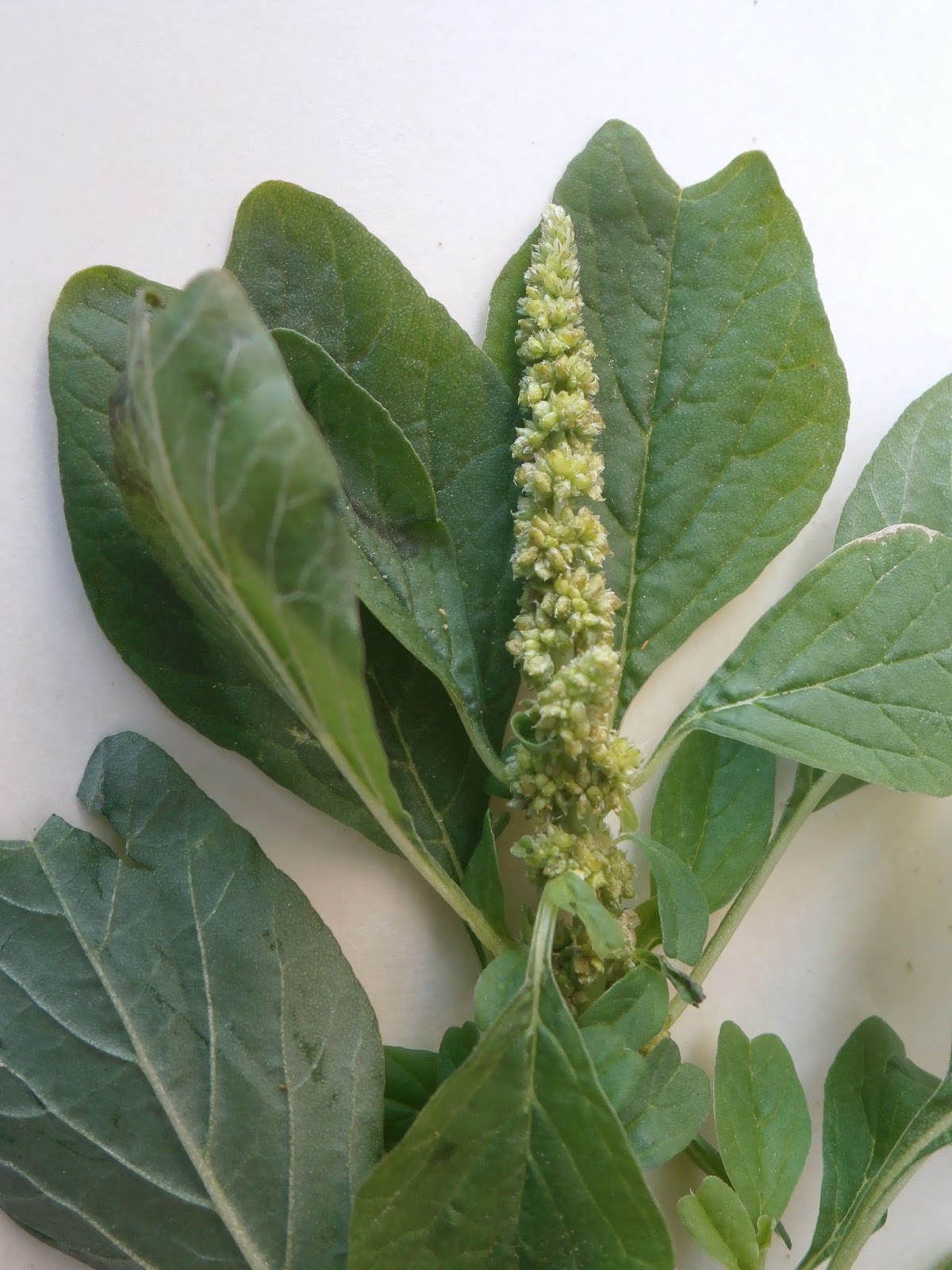 HERBARIO VIRTUAL DE BANYERES DE MARIOLA Y ALICANTE: Amaranthus blitum ...