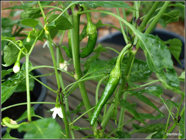 Mark's Veg Plot: Chilli progress report