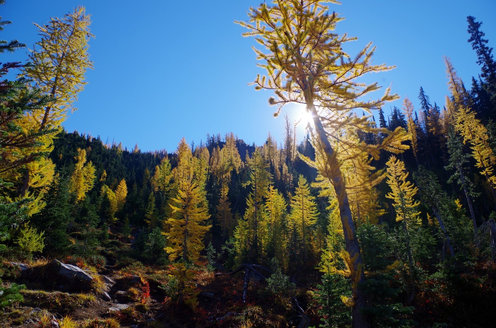 Pacific Northwest Seasons: North Cascades's Autumn Larches: Pure Gold