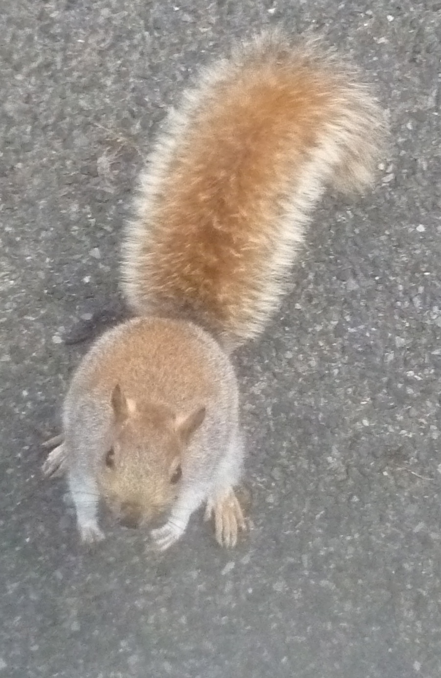 The New York Squirrel: Is Orange the New Black?