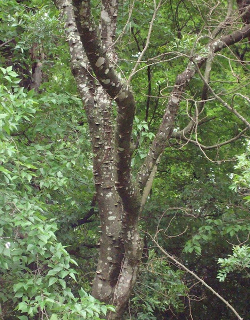 SaymonSemillas: EL TACHUELO ARBOL NATIVO