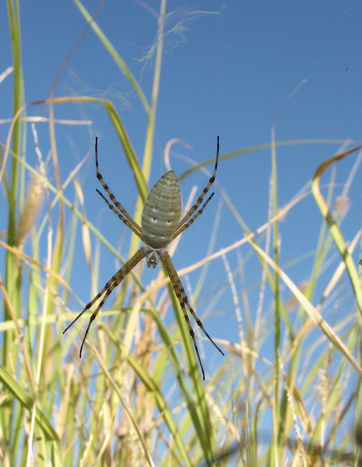 Bug Eric: Spider Sunday: Banded Argiope