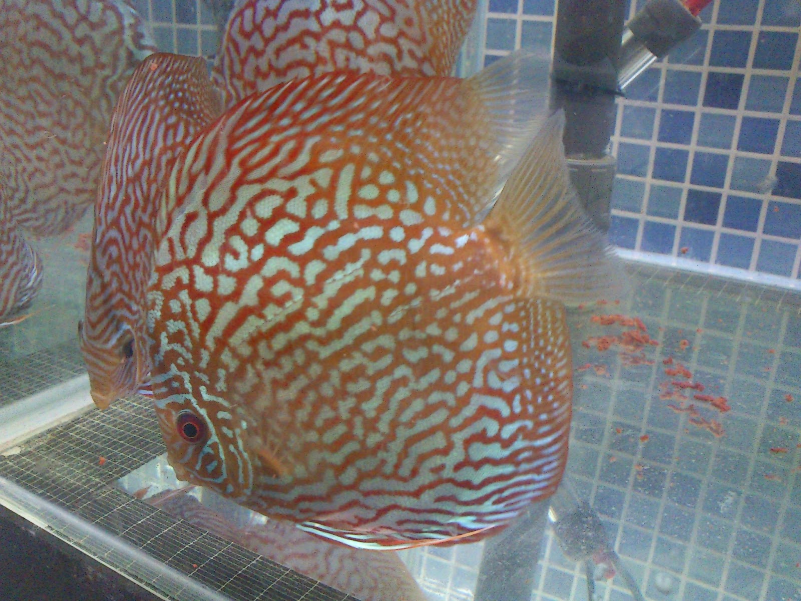 Discus Vigo: Galaxy Turquoise