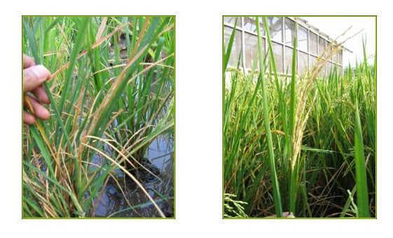 Mencegah dan Membasmi Hama Sundep atau Beluk Pada Tanaman Padi : FNS ...