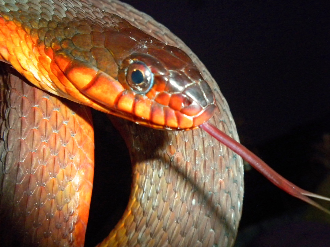 Our Beautiful World: Beautiful red snakes