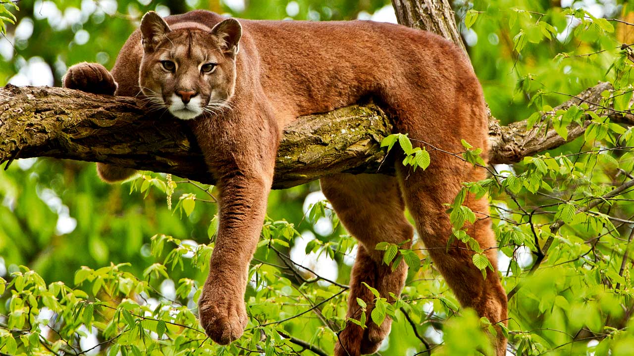 Animals Names That Start With P | Animals Name A To Z