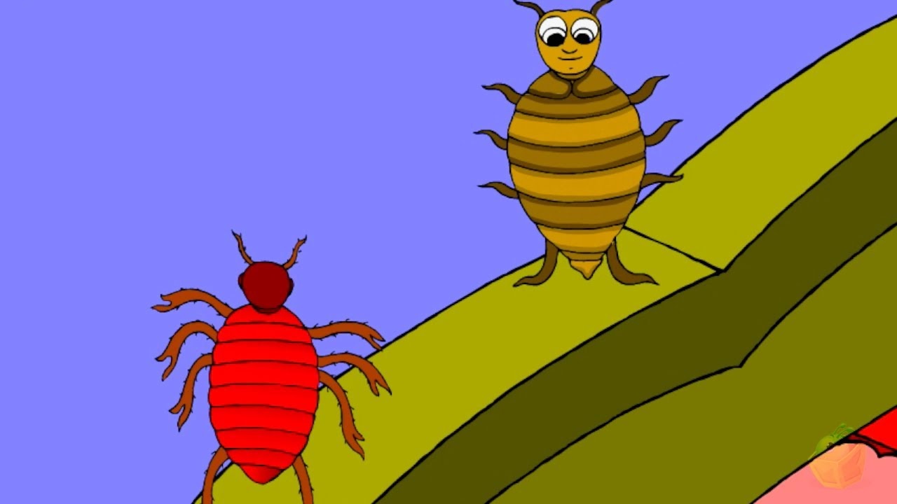 Moral Stories for Children: Louse and the bed-bug story