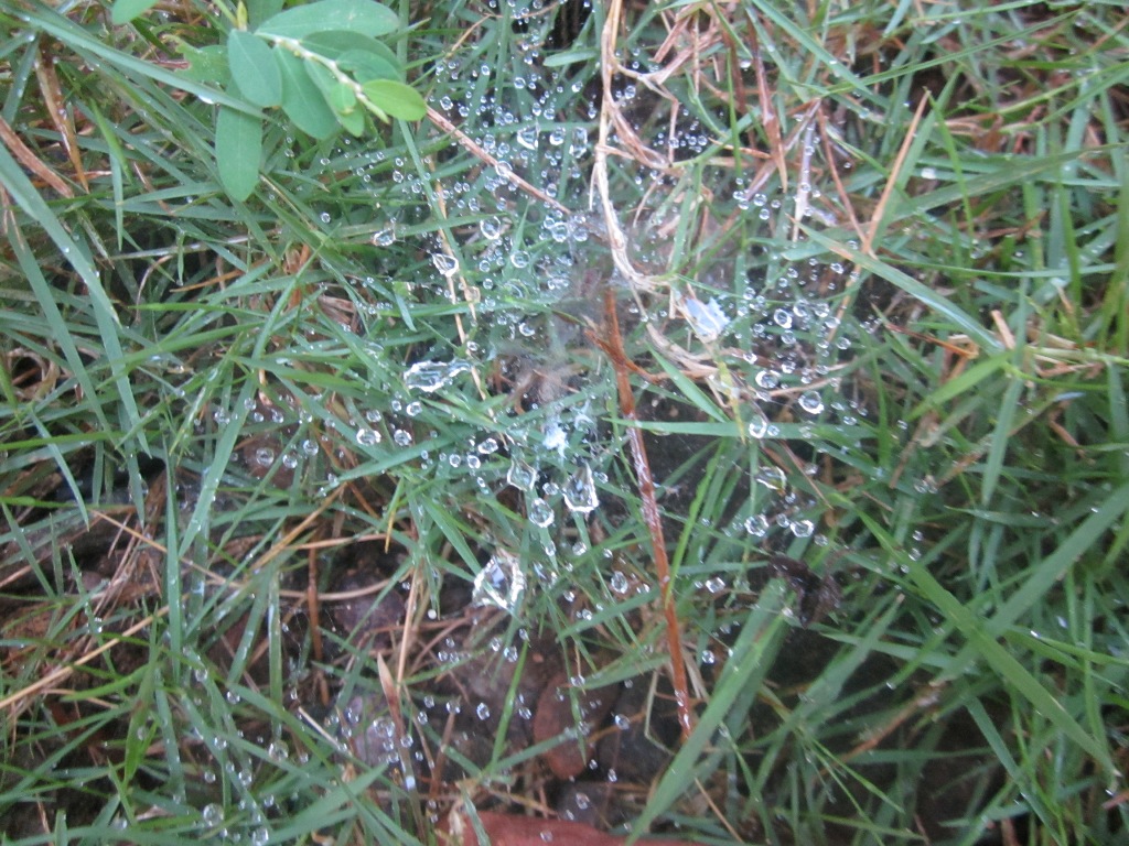 Cynodon Dactylon (Karuka Grass) | KERALA NATURE AND AYURVEDA