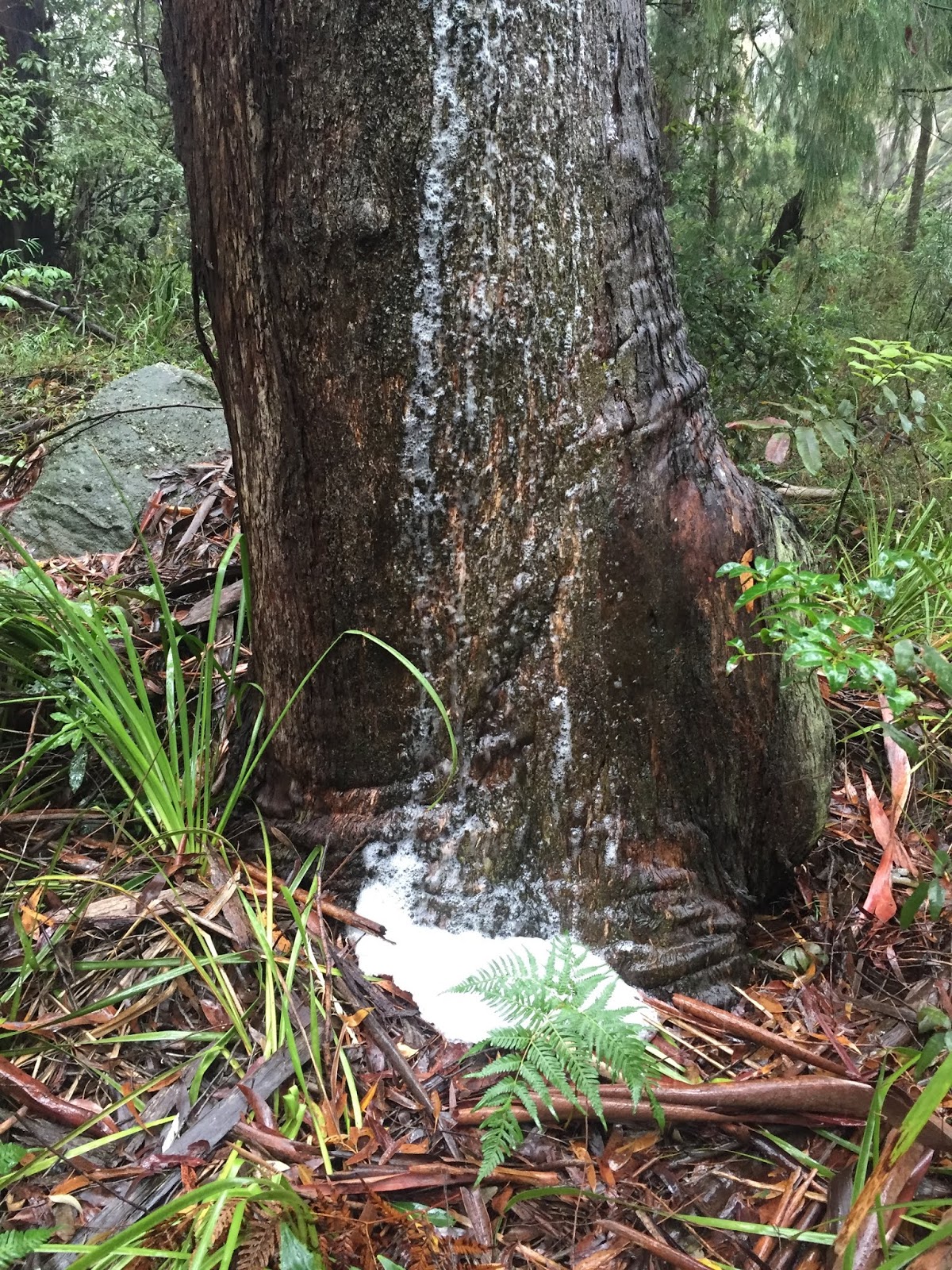 Garden inspiration: Rain! | Growing Illawarra Natives