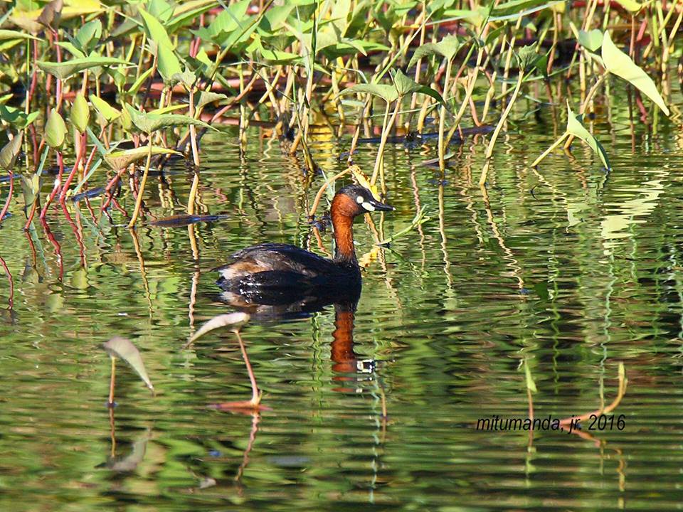 Little Grebe (Cotabato) Spotted in Cagayan de Oro - BEST SPOTS PH