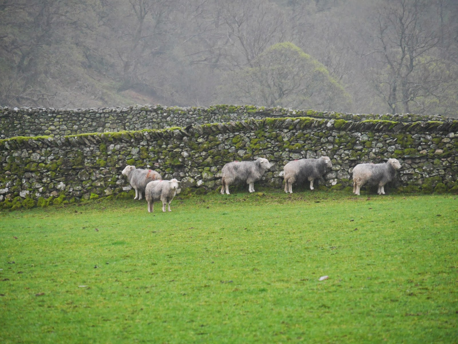 Our Coast to Coast Walk 2014: Day 3 Rosthwaite to Grasmere (17.9 Km ...