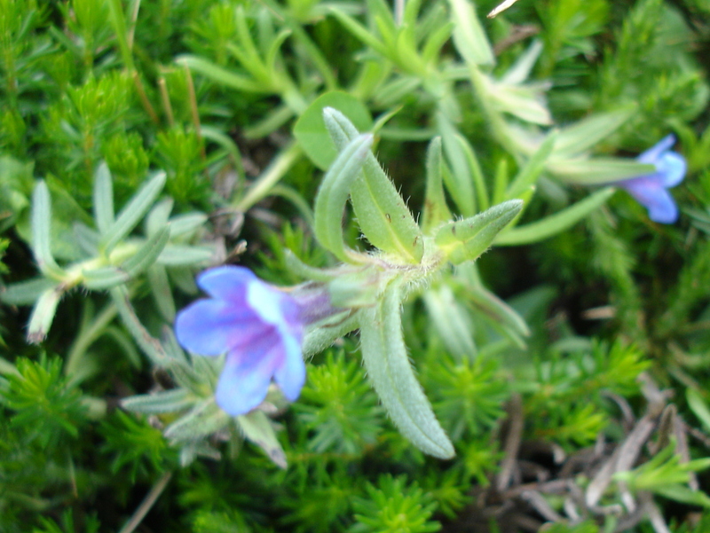 FLORS: (Lithodora prostrata)