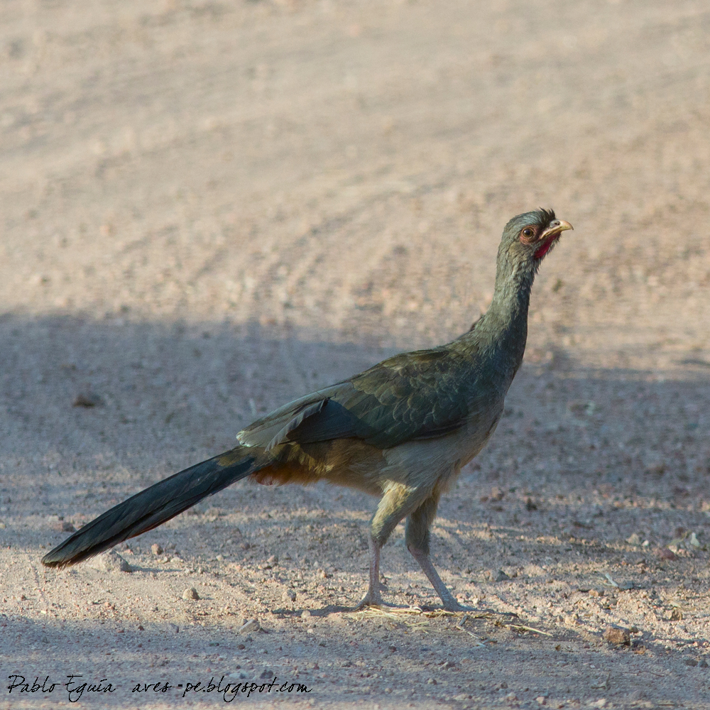 mis fotos de aves: Ortalis canicollis Charata Chaco Chachalaca