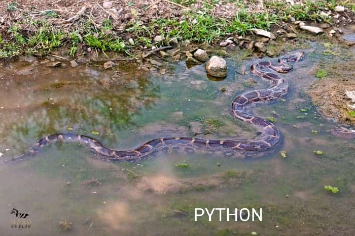 Snakes of jammu and kashmir