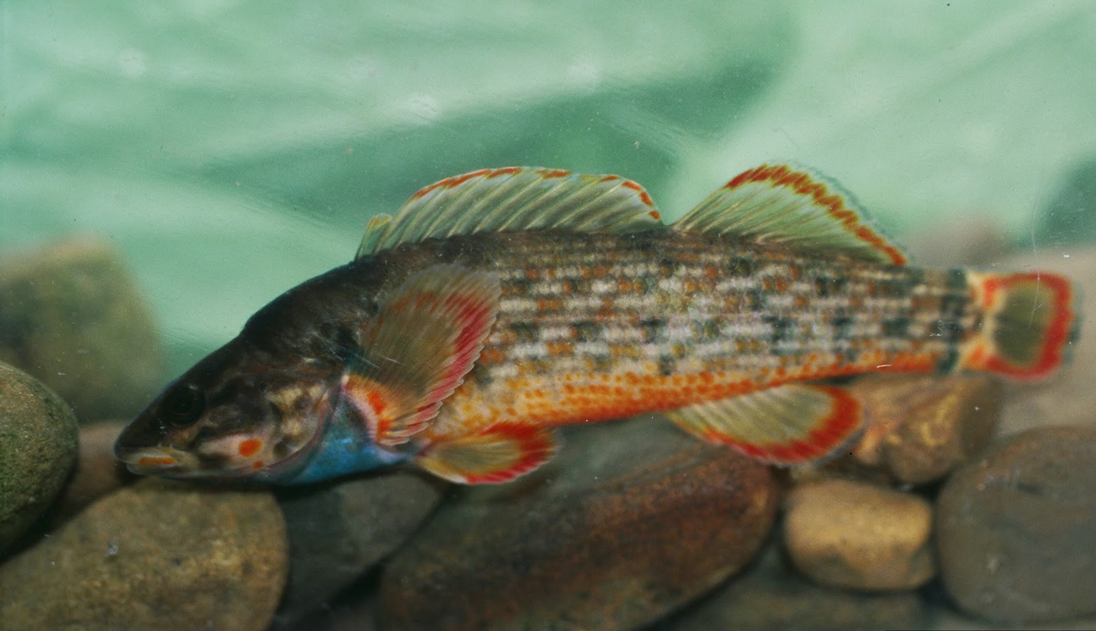 Virginia Living Museum | Roanoke Logperch Update | Virginia Living Museum