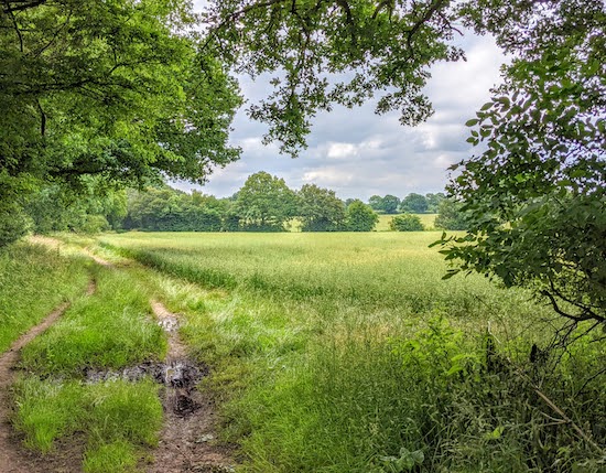 Hertfordshire Walker: Walk 150: Great Offley East Loop