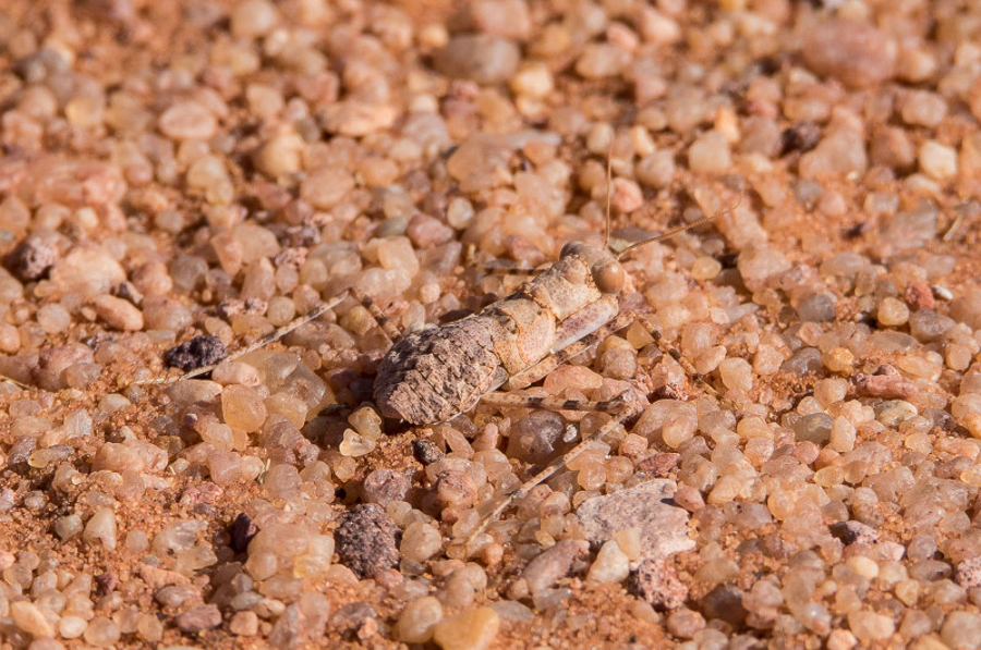 Birds of Saudi Arabia: Desert Mantis