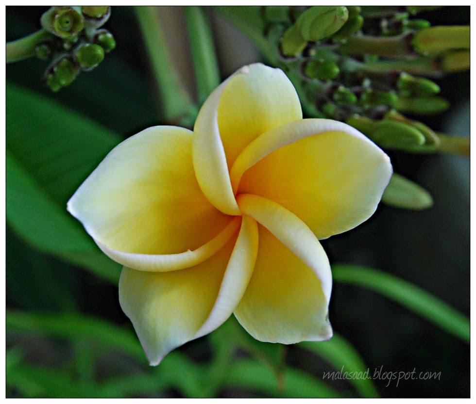 My Green Eye's: Kemboja Kuning Bali