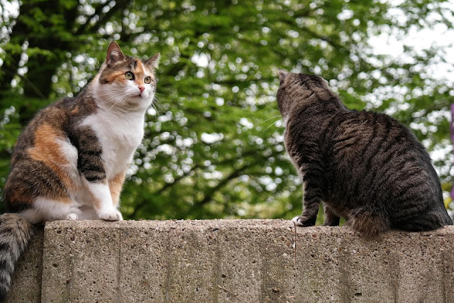 How To Find A Lost Cat Cats Kingdom how-to-find-a-lost-cat-cats-kingdom