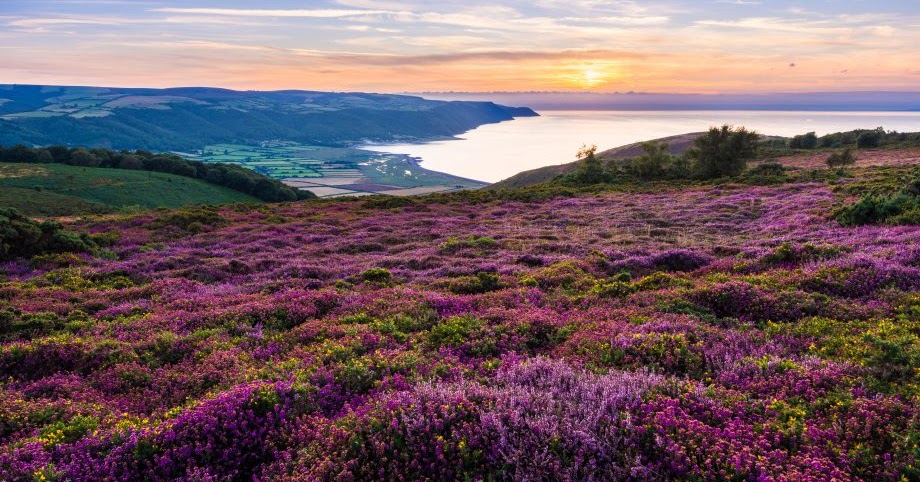 Cottage by the Sea : High Waving Heather