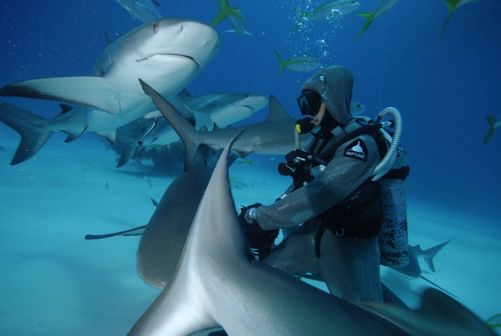 Shark Diver : Shark Diving : Swimming With Sharks: Cristina Zenato ...