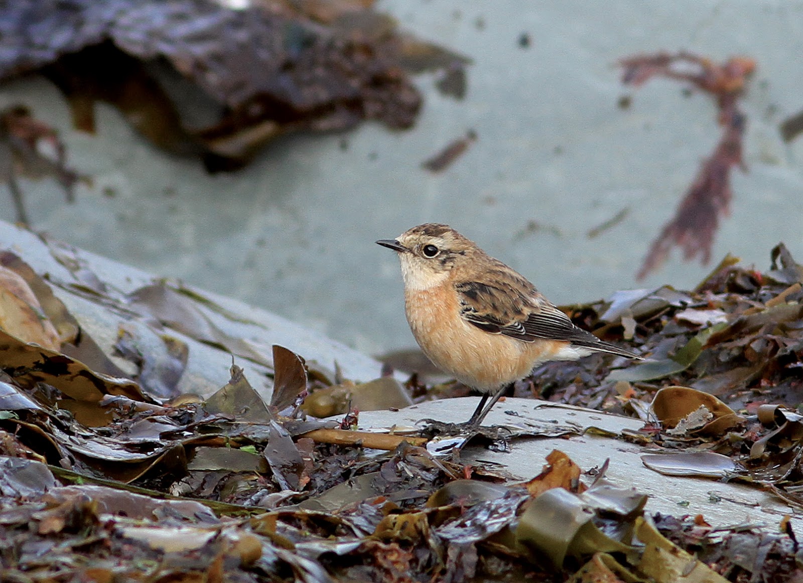 Penny's Hot Birding and Life!: Stejneger's Stonechat Published in ...
